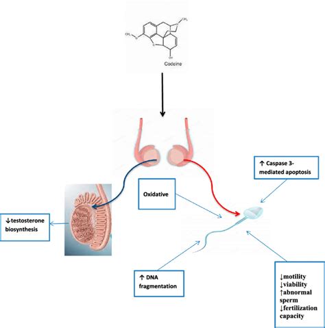 Codeine Drug Effects