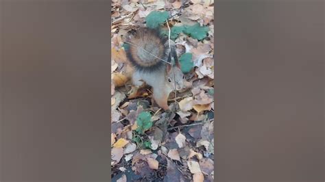 счастьевмелочах приятныемоменты осень осенниепейзажи Youtube