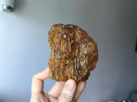 Resin Fossil Everything Else On Carousell