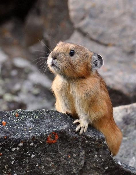 17 Best Images About Pika On Pinterest Watercolor Print Mice And Larger