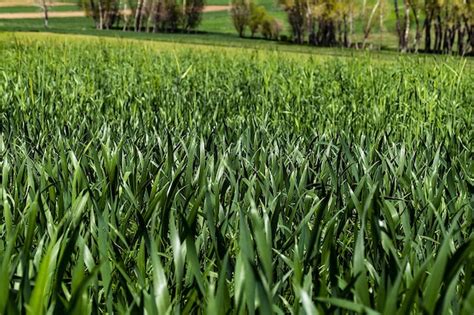 Premium Photo Wheat Field In Spring Wheat Plant Has Started To Grow Continental Climate And