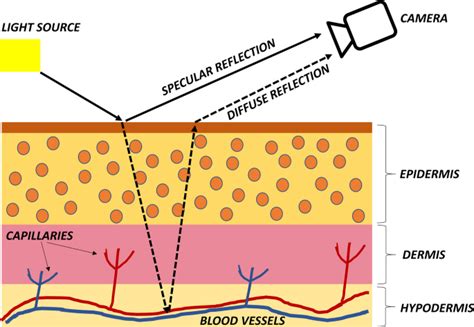 使用基于相机的光电体积描记法估计老年人的生命体征multimedia Tools And Applications X Mol