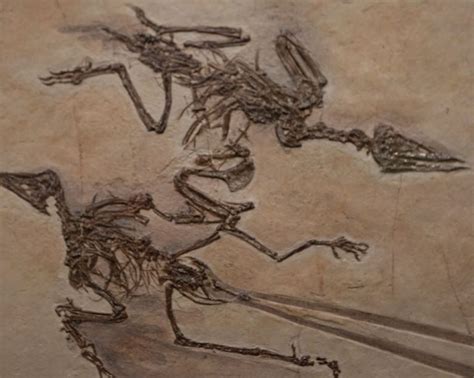 Archaeopteryx The Infamous Bird Like Dinosaur