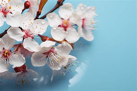 樱花的花瓣高清图片下载 正版图片600746403 摄图网