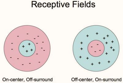 Lecture Neural Circuits For Visual Perception Flashcards Quizlet