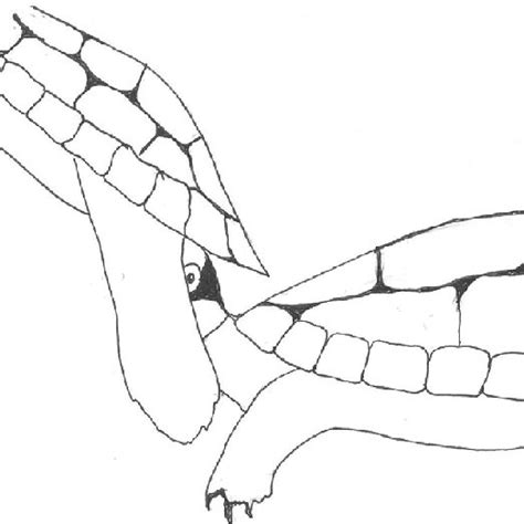 Sex Recognition By Olfaction Download Scientific Diagram