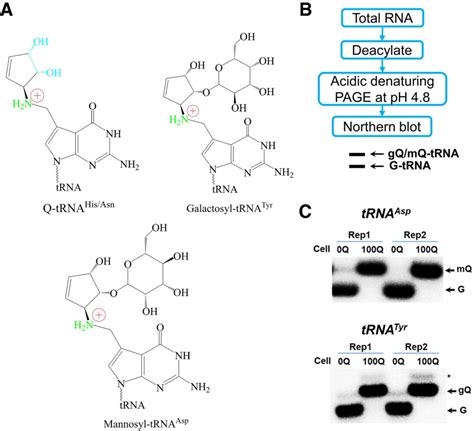 Detection And Quantification Of Glycosylated Queuosine Modified Trnas