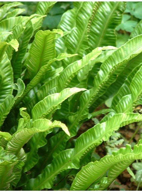 Gerimpelde Tongvaren Undulatum Asplenium Scolopendrium Undulatum