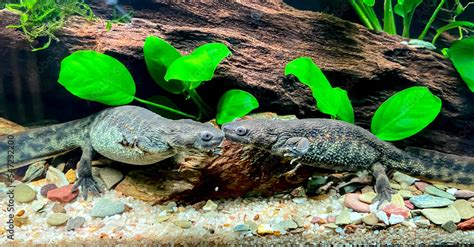 Pleourodeles Waltl In The Aquarium With Sand And Anubias Plants