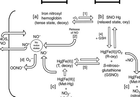 Cellular Interactions Of No The Presence Of Molecular Oxygen And Other