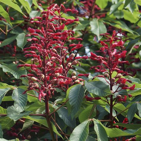 Aesculus Pavia ~ Red Buckeye Native Forest Nursery Retail And Wholesale Plant Stock