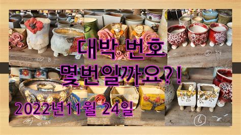22년11월24일 5만원이상 무료택배감동다육화분 주문전화 010 9300 2575 다양한 예쁜화분들의 매력을 느껴보세요
