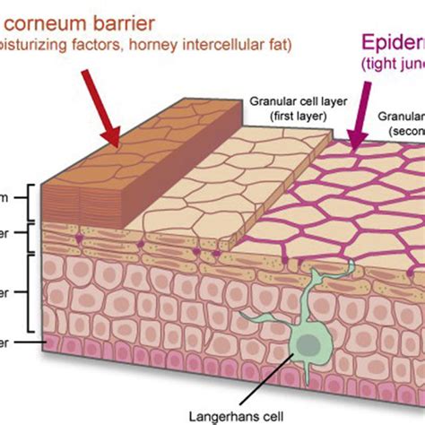 Pdf Japanese Guidelines For Atopic Dermatitis 2020