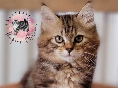 Pompons Mignons Élevage De Bobtail Des Kouriles à Bécancour