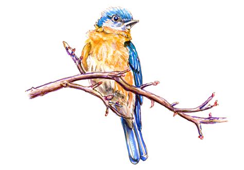 A Bird In A Tree Doodlewash