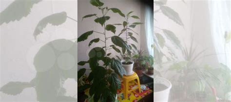 Гибискус купить в Перми | Товары для дома и дачи | Авито