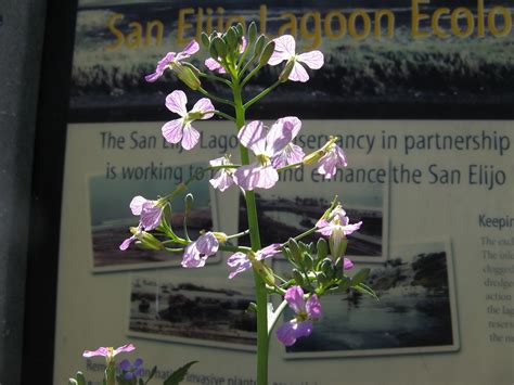 Radish Plants Flowering