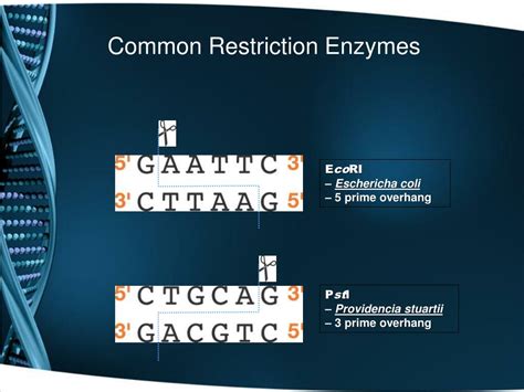 Ppt Restriction Analysis And Digestion Of Lambda Dna Powerpoint Presentation Id 6166123