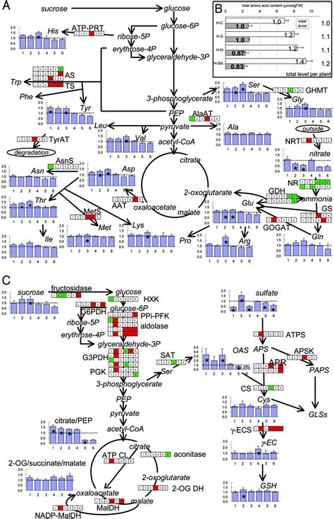 Integration Of Transcriptomics And Metabolomics For Understanding Of Global Responses To