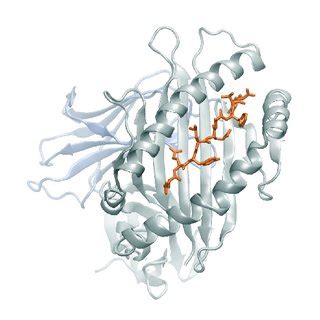 Molecular Structure Of MHC Class I Three Dimensional Representation Of Download Scientific