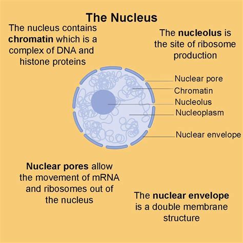 Nuecleus Nucleus Structure Explained Ioteach Posted On The Topic Linkedin