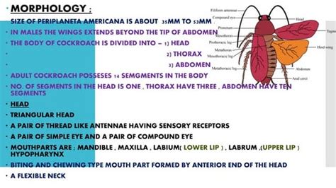 Cockroach Class 11th Neet Cbse Ncert Biology Pdf