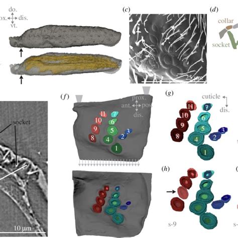 Location And Arrangement Of The Cs Field And Finite Element Simulation