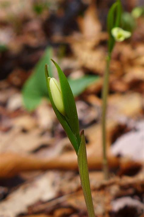 Uvularia Puberula Appalachian Bellwort Carolina Bellwort Coastal