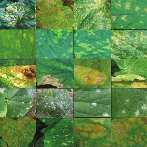 sample images from cucumber leaf image dataset download scientific
