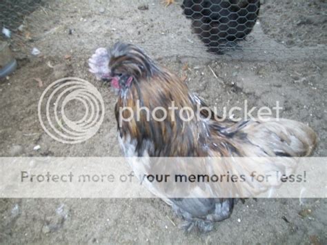 Saddleand Hackles Feathers Backyard Chickens Learn How To Raise
