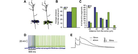 Persistent Activity Depends On Dendritic Nonlinearities Effect Of Download Scientific Diagram