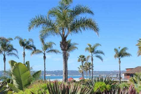 Syagrus Romanzoffiana Queen Palm