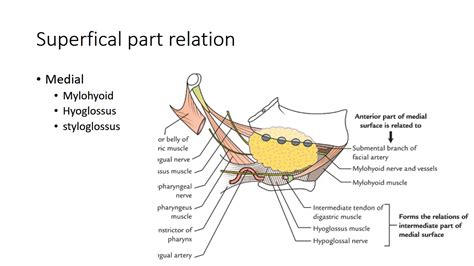 Submandibular Sublingual Salivary Gland Youtube
