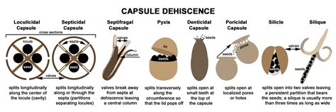 Capsule Dehiscence Diagram8 MMF