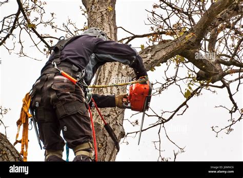 Walnut Pruning Hi Res Stock Photography And Images Alamy