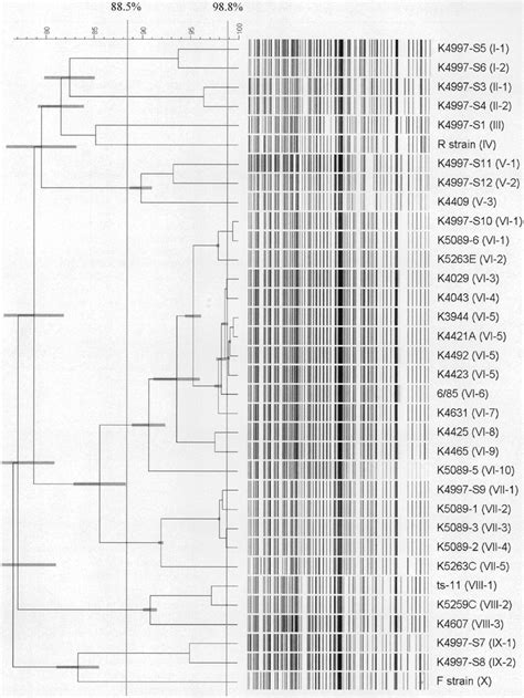Amplified Fragment Length Polymorphism Fingerprints Of M Gallisepticum Download Scientific