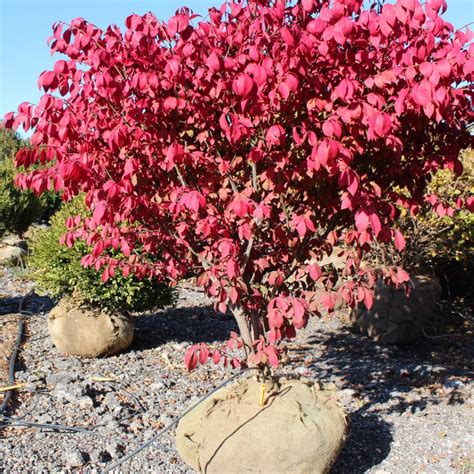 Euonymus Alatus ‘compactus Dwarf Winged Euonymus Doty Nurseries