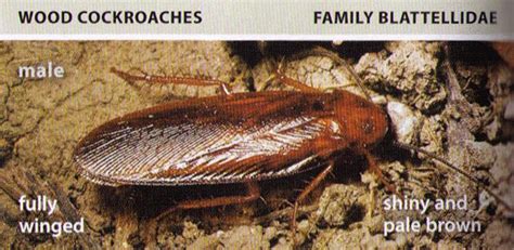 Difference Between Roach And Cockroach Roach Cockroach Insect