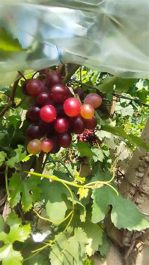 ყურძენი პოდაროკ კრაინოვი Youtube