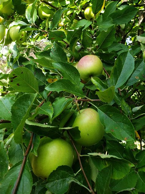 Fruit Trees Home Gardening Apple Cherry Pear Plum Trees With