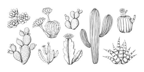 Desert Plant Drawing