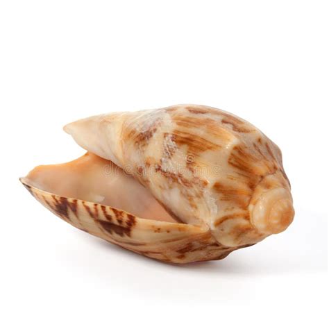 Cockleshell Stock Image Image Of Spotted Seaside Venosa 81883771