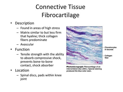 Ppt Chapter 4 Tissues Powerpoint Presentation Free Download Id