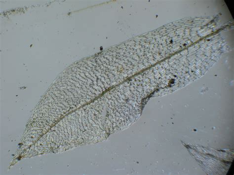 14 Questions With Answers In BRYOPHYTA Science Topic