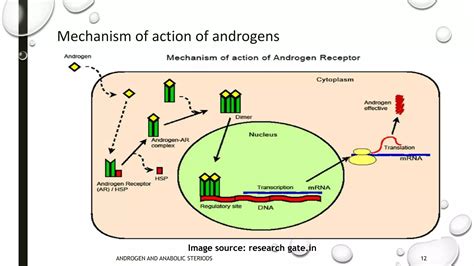 Androgen And Anabolic Steroidspptx