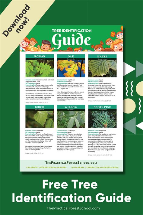 Tree Identification Guide Printable