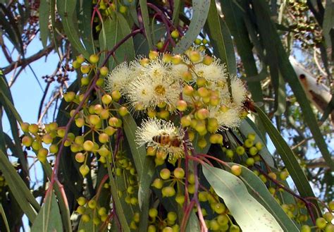Verdissima Passione Blog Di Agronomia Tropicale Eucalipto