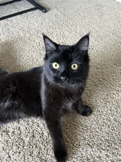 my not so little void anymore r blackcats