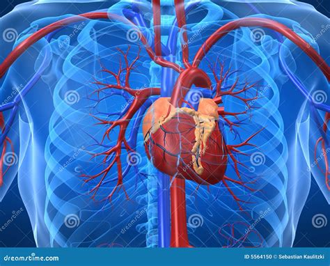 Sistema Cardiovascular Foto De Archivo Imagen 5564150