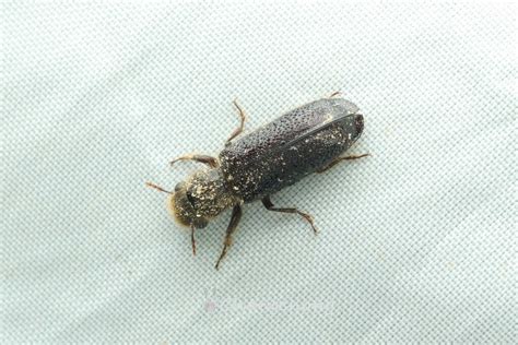 Melalgus From 中国海南省五指山市 On June 10 2024 At 1056 Am By 虫虫 · Inaturalist